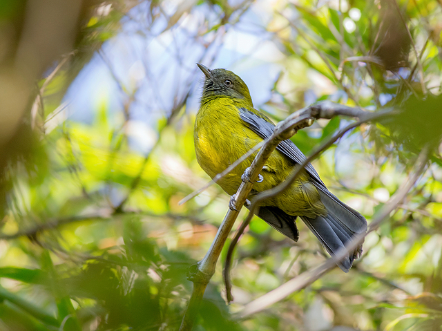 Foto saudade-de-asa-cinza (Lipaugus conditus) Por Daniel Mello | Wiki ...