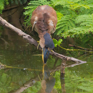 arapapá (Cochlearius cochlearius) | WikiAves - A Enciclopédia das Aves ...