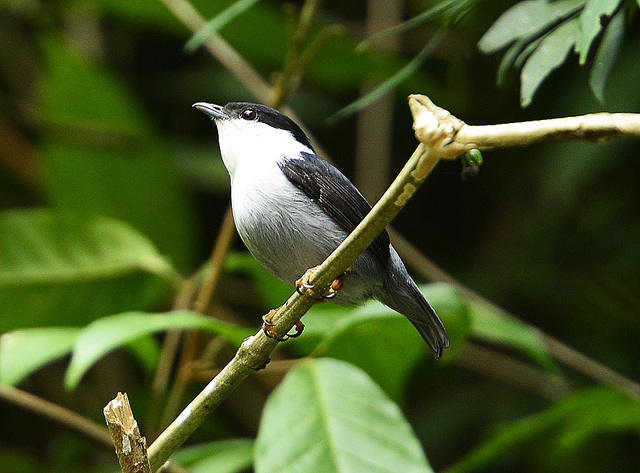 Foto rendeira (Manacus manacus) Por Maria Jucá | Wiki Aves - A ...