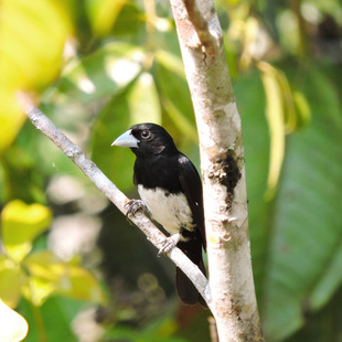 tiê-bicudo (Conothraupis mesoleuca) | WikiAves - A Enciclopédia das ...