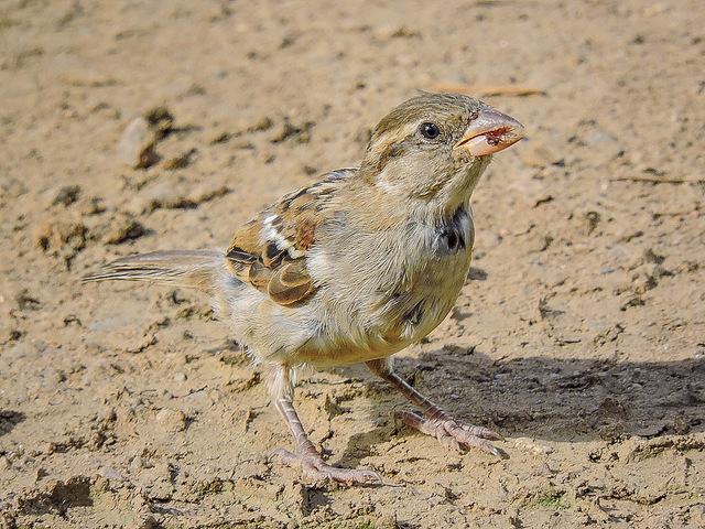pardal (Passer domesticus) | WikiAves - A Enciclopédia das Aves do Brasil