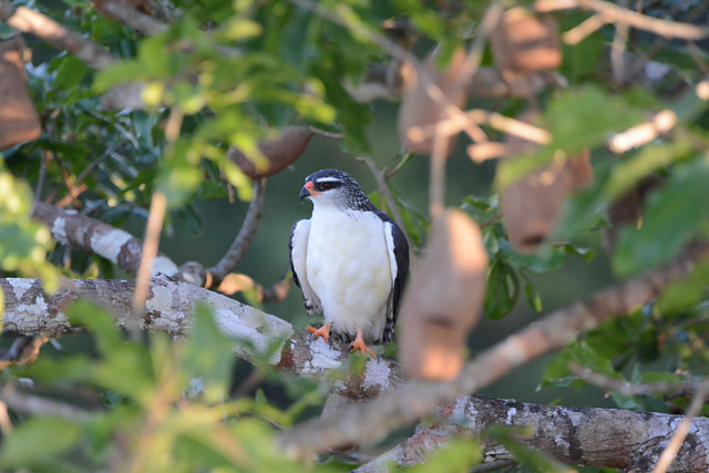 Foto gavião-vaqueiro (Leucopternis kuhli) Por Nina Wenóli | Wiki Aves ...