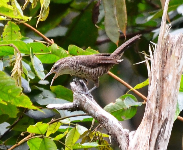 Foto catatau (Campylorhynchus turdinus) Por Kleuber Carregosa | Wiki ...