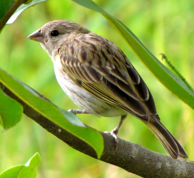 canário-da-terra (Sicalis flaveola) | WikiAves - A Enciclopédia das ...