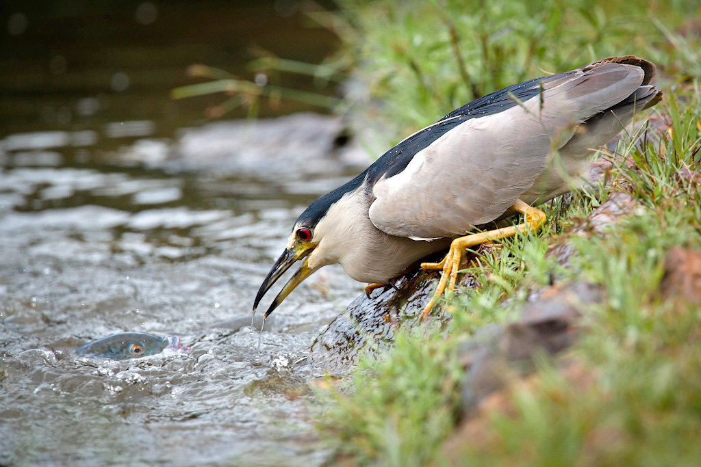 Foto socó-dorminhoco (Nycticorax nycticorax) Por Thiago Calil | Wiki ...