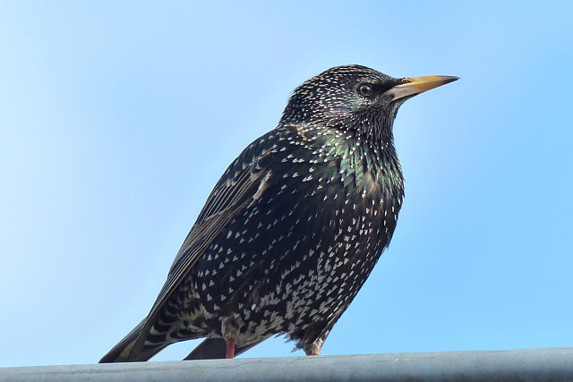 Foto estorninho (Sturnus vulgaris) Por Mel Simas | Wiki Aves - A ...