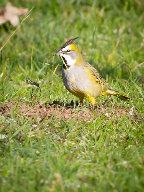 Foto cardeal-amarelo (Gubernatrix cristata) Por Clécio Gomides | Wiki ...