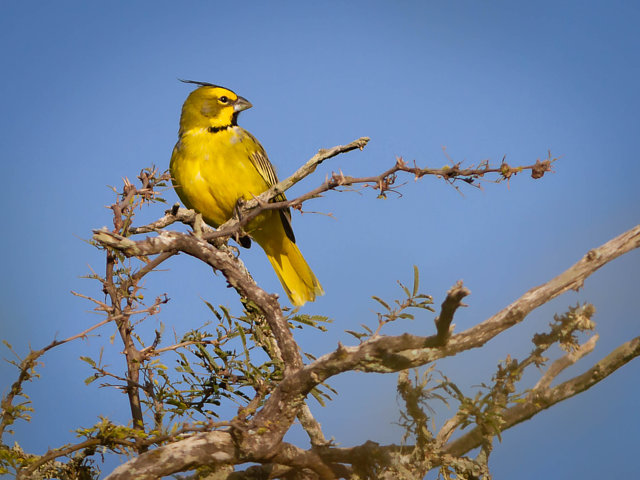 Foto cardeal-amarelo (Gubernatrix cristata) Por Clécio Gomides | Wiki ...