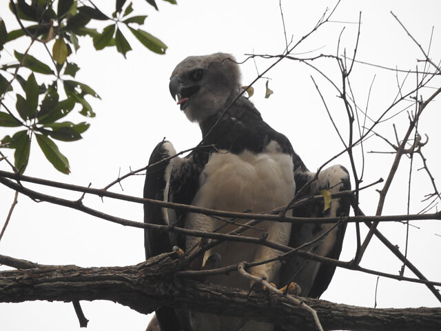 Foto gavião-real (Harpia harpyja) Por João Zecchini Gebin | Wiki Aves ...