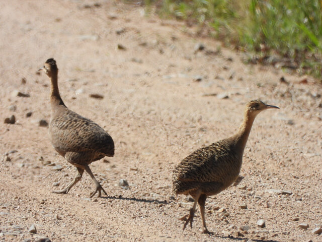Foto perdiz (Rhynchotus rufescens) Por Laudelino Moura Jr. | Wiki Aves ...