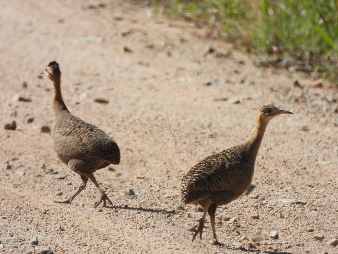 Foto perdiz (Rhynchotus rufescens) Por Laudelino Moura Jr. | Wiki Aves ...