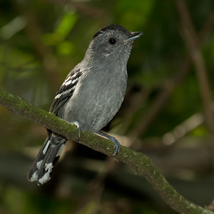 choca-da-mata (Thamnophilus caerulescens) | WikiAves - A Enciclopédia ...