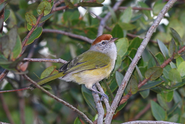 Foto vite-vite-de-olho-cinza (Hylophilus amaurocephalus) Por Luiz ...