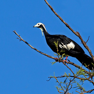 jacutinga-de-garganta-azul (Aburria cumanensis) | WikiAves - A ...