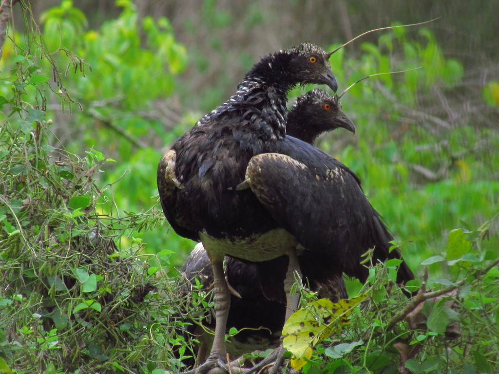 Foto anhuma (Anhima cornuta) Por Marco Marcos | Wiki Aves - A ...