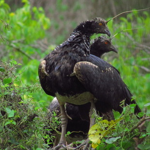 anhuma (Anhima cornuta) | WikiAves - A Enciclopédia das Aves do Brasil