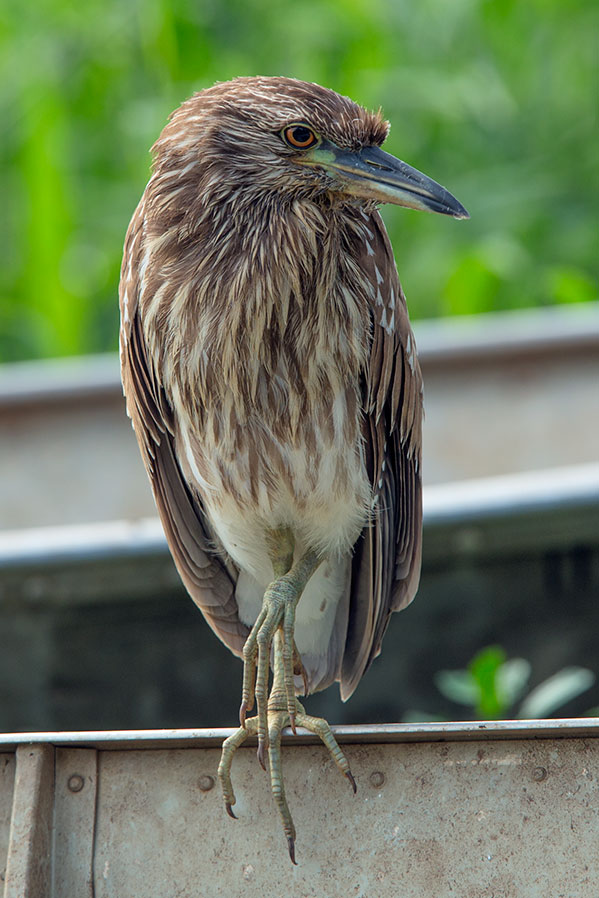 Foto socó-dorminhoco (Nycticorax nycticorax) Por Marco Guedes | Wiki ...