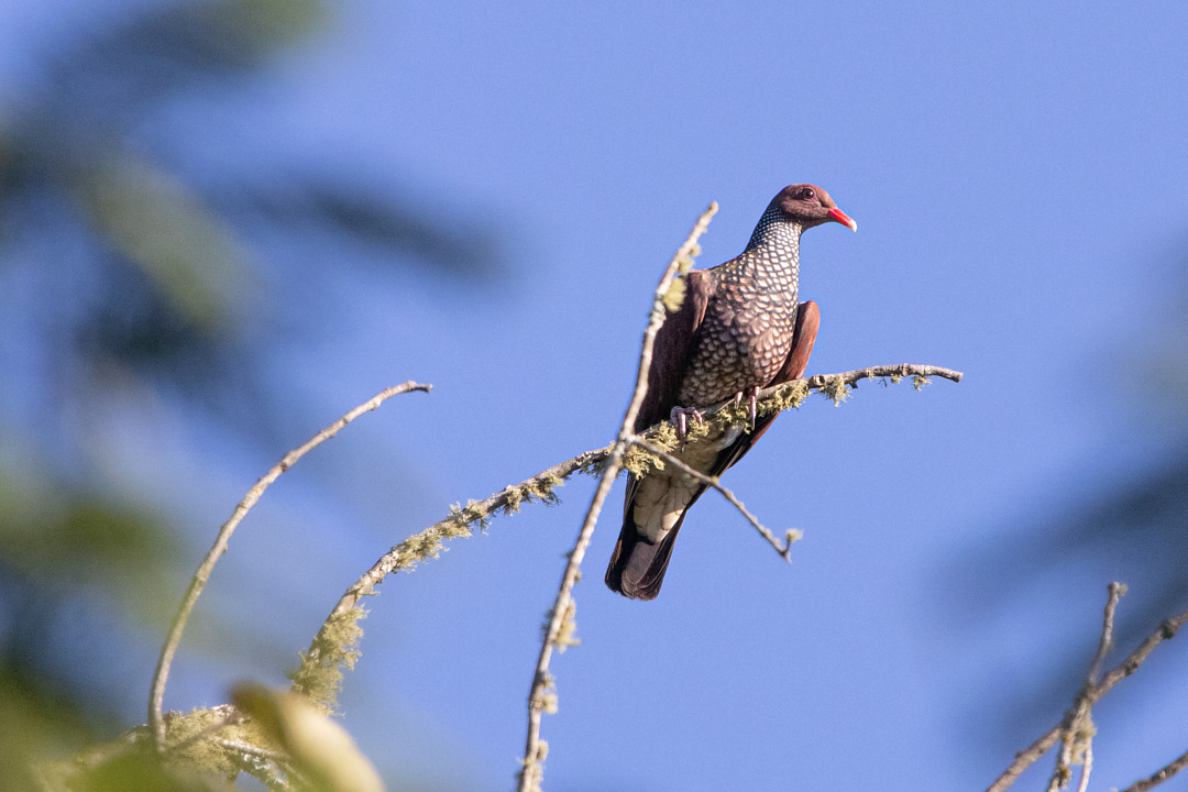Foto pomba-trocal (Patagioenas speciosa) Por Ronaldo Rios (Eirú) | Wiki ...