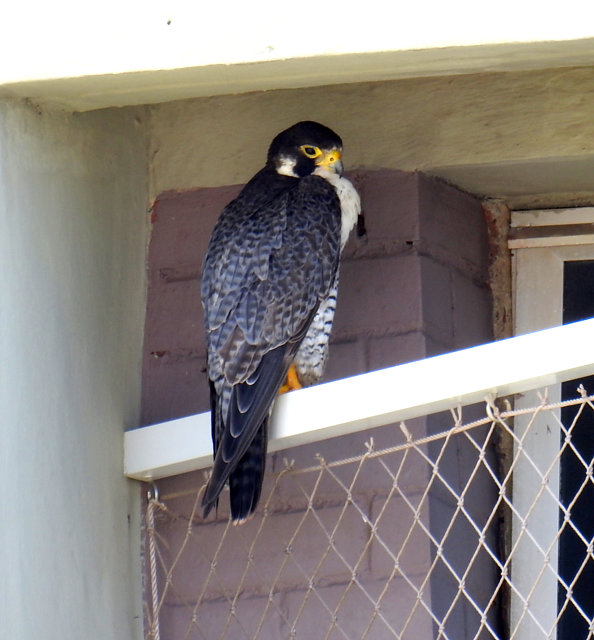 Foto falcão-peregrino (Falco peregrinus) Por Eliane Zaltman | Wiki Aves ...