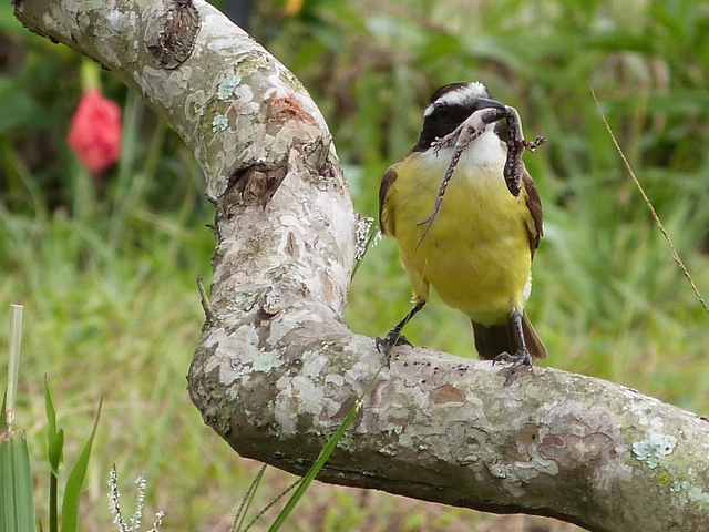 Foto bem-te-vi (Pitangus sulphuratus) Por Hélvio Bezerra | Wiki Aves ...