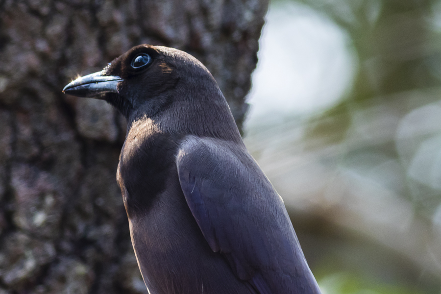 Foto gralha-do-pantanal (Cyanocorax cyanomelas) Por Thelma Gatuzzo ...