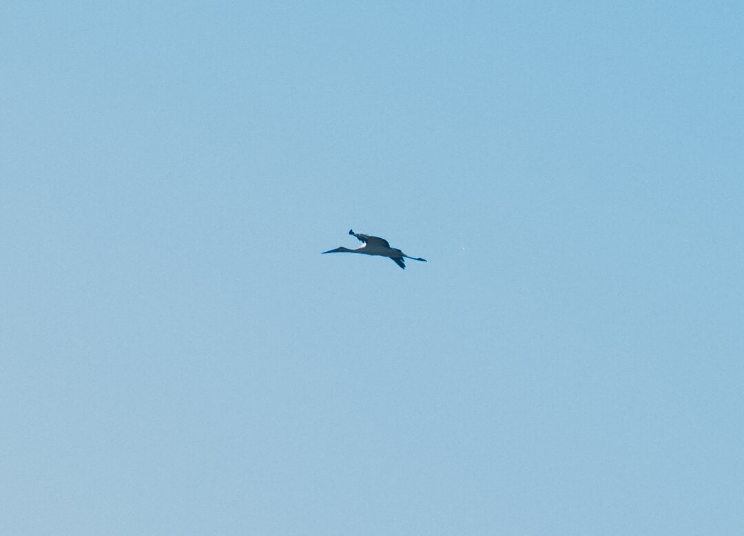 Foto cabeça-seca (Mycteria americana) Por Gustavo Prachthauser | Wiki ...