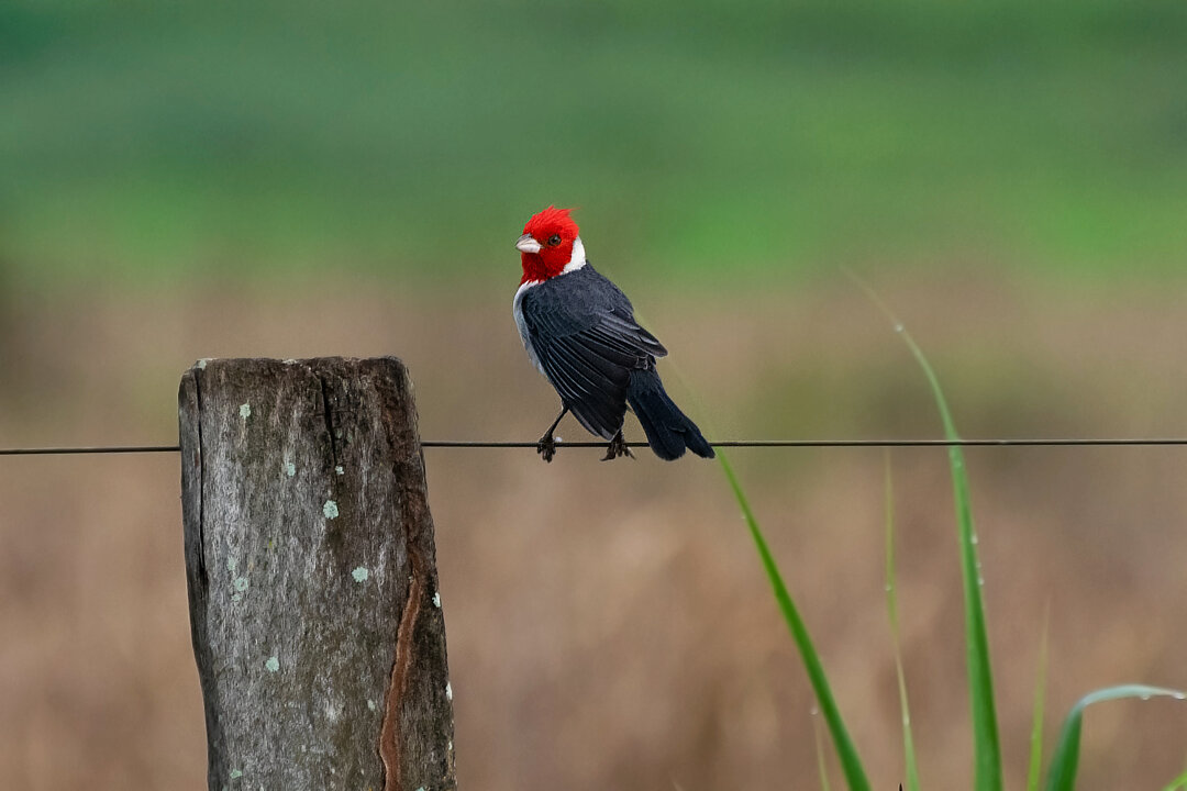 Foto cardeal (Paroaria coronata) Por Thiago Martins | Wiki Aves - A ...