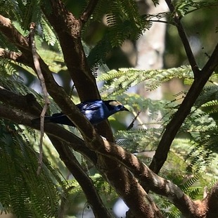 saíra-opala (Tangara callophrys) | WikiAves - A Enciclopédia das Aves ...