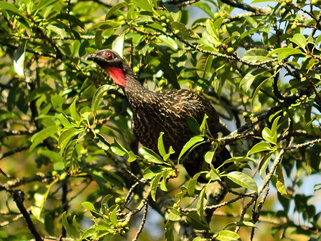 Foto jacuguaçu (Penelope obscura) Por João Dias | Wiki Aves - A ...