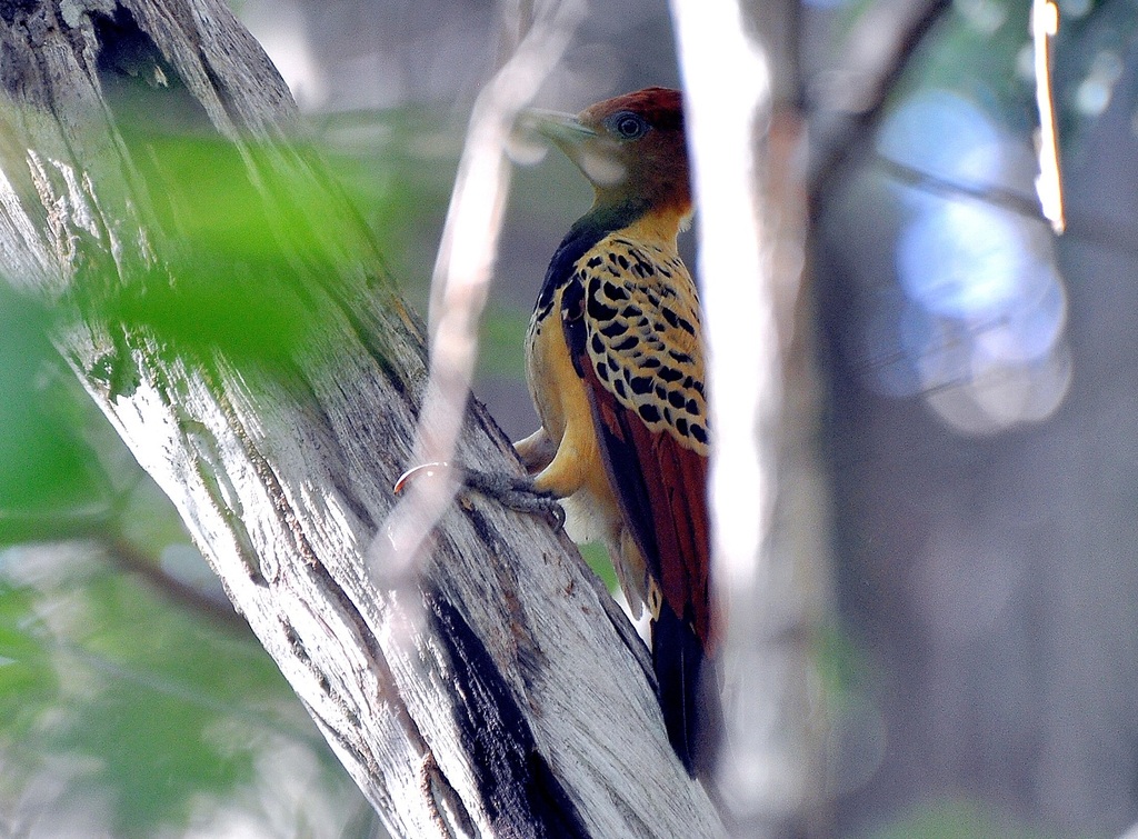 Foto pica-pau-da-taboca (Celeus obrieni) Por Stephen Jones | Wiki Aves ...