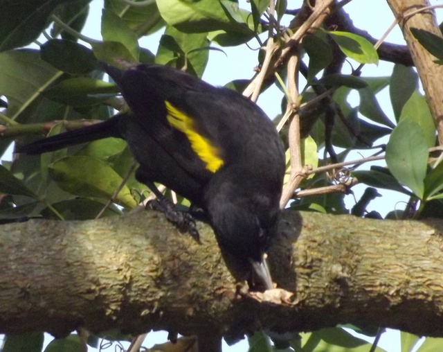 tecelão (Cacicus chrysopterus) | WikiAves - A Enciclopédia das Aves do ...