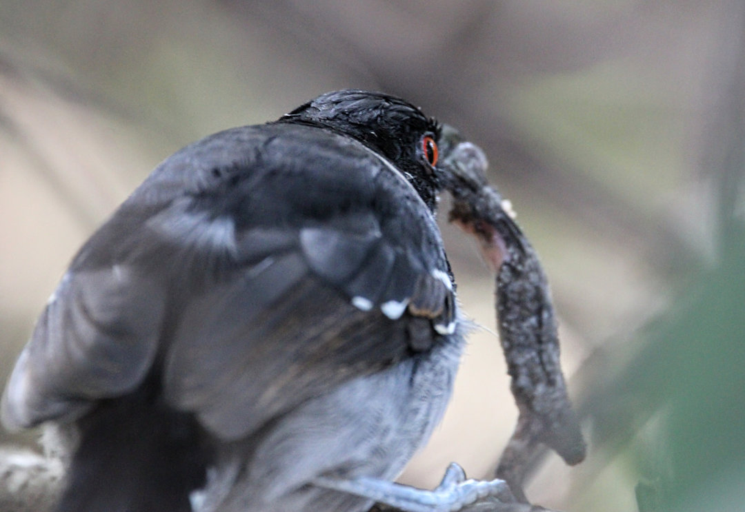 Foto choró-boi (Taraba major) Por Paulo Valadao | Wiki Aves - A ...