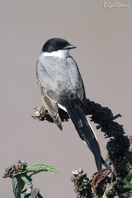 Foto tesourinha (Tyrannus savana) Por Roberto Gallacci | Wiki Aves - A ...