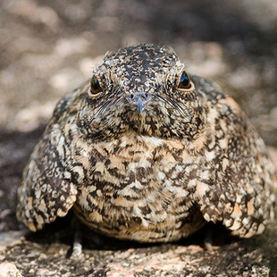 bacurauzinho-da-caatinga (Nyctidromus hirundinaceus) | WikiAves - A ...
