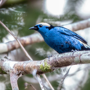 saíra-opala (Tangara callophrys) | WikiAves - A Enciclopédia das Aves ...