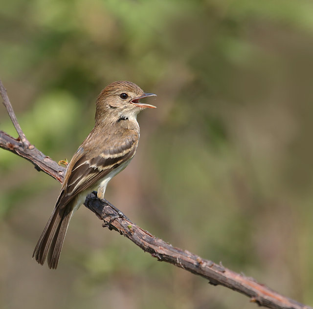 Foto filipe (Myiophobus fasciatus) Por Luciano Araujo Dutra | Wiki Aves ...