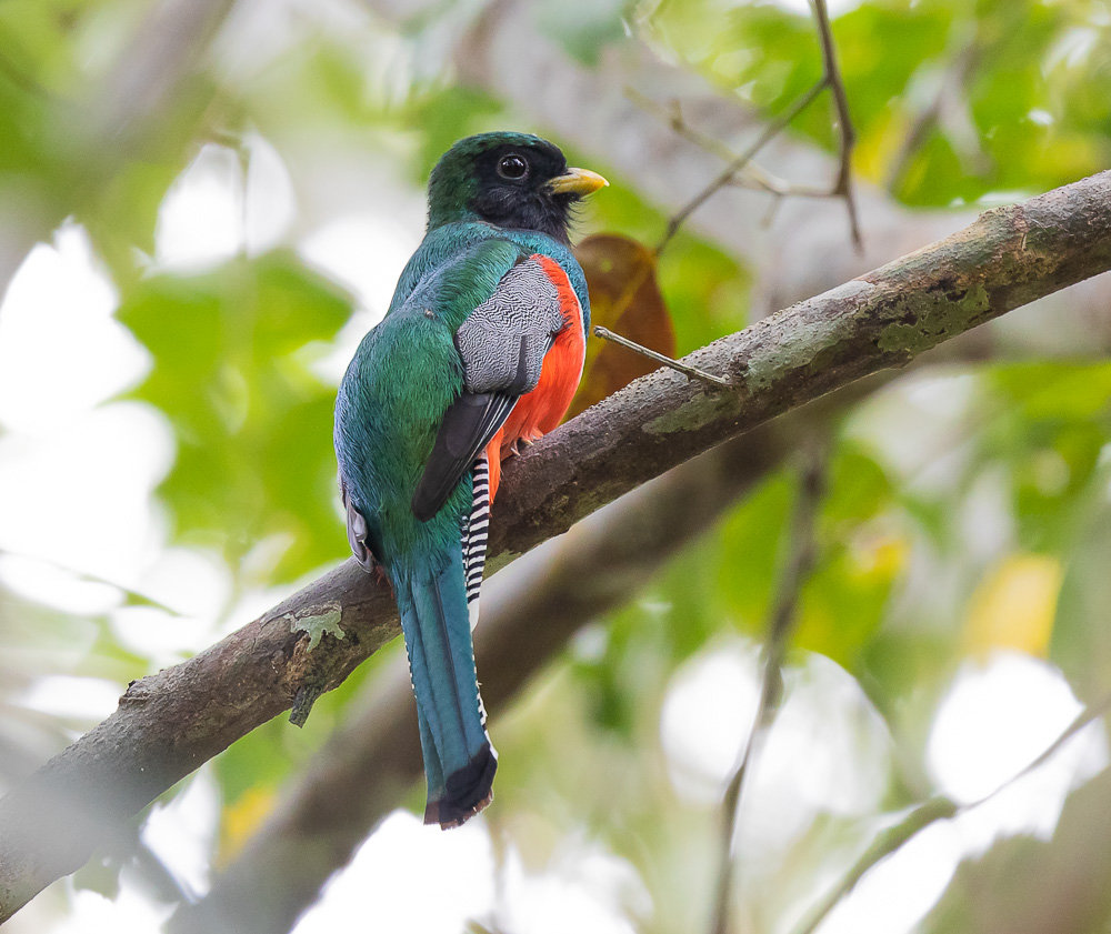 Foto surucuá-de-coleira (Trogon collaris) Por Jose Silverio Lemos ...