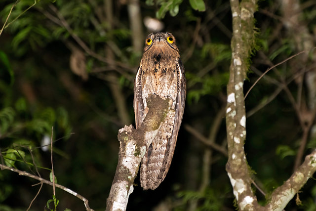 Foto urutau (Nyctibius griseus) Por Thiago Martins | Wiki Aves - A ...