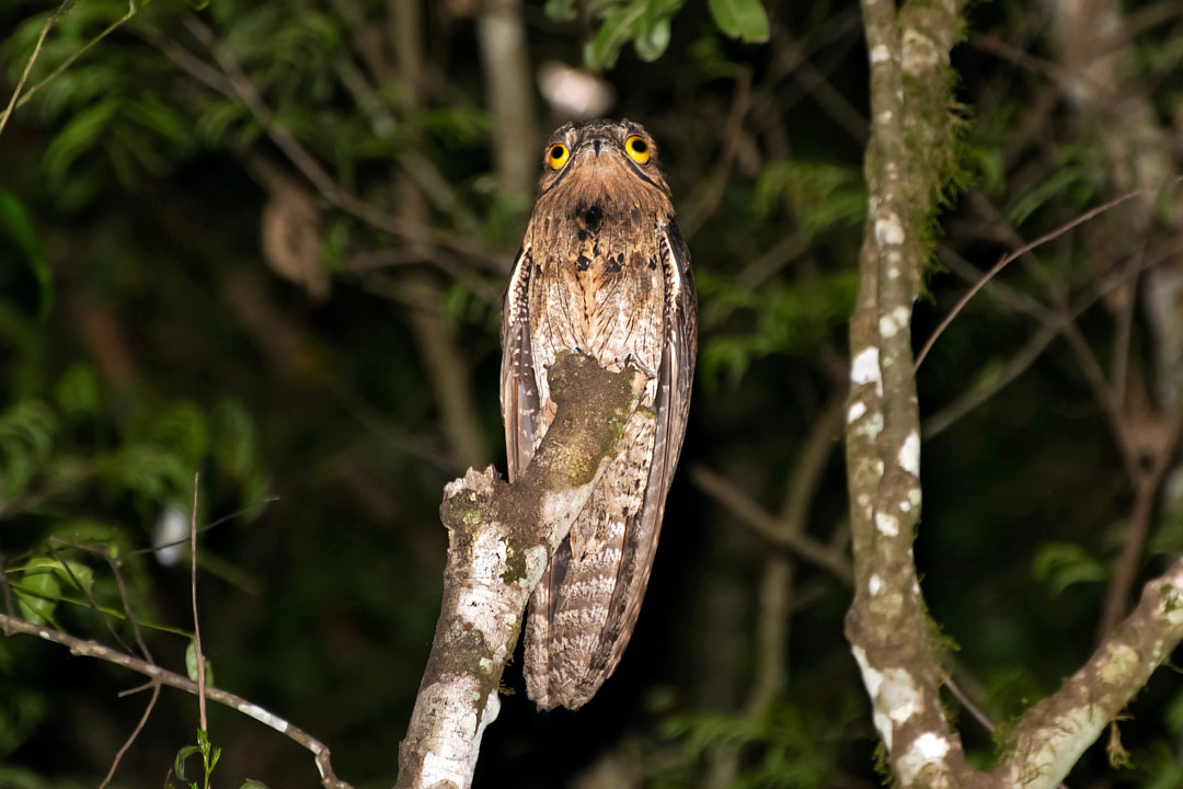 Foto urutau (Nyctibius griseus) Por Thiago Martins | Wiki Aves - A ...