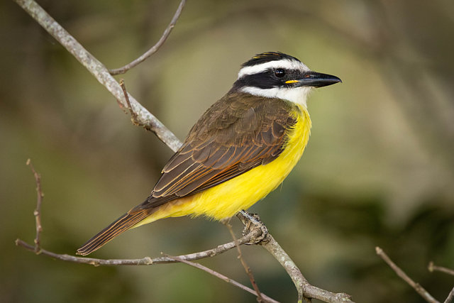 Foto bem-te-vi (Pitangus sulphuratus) Por Rodrigo de Almeida Silva ...