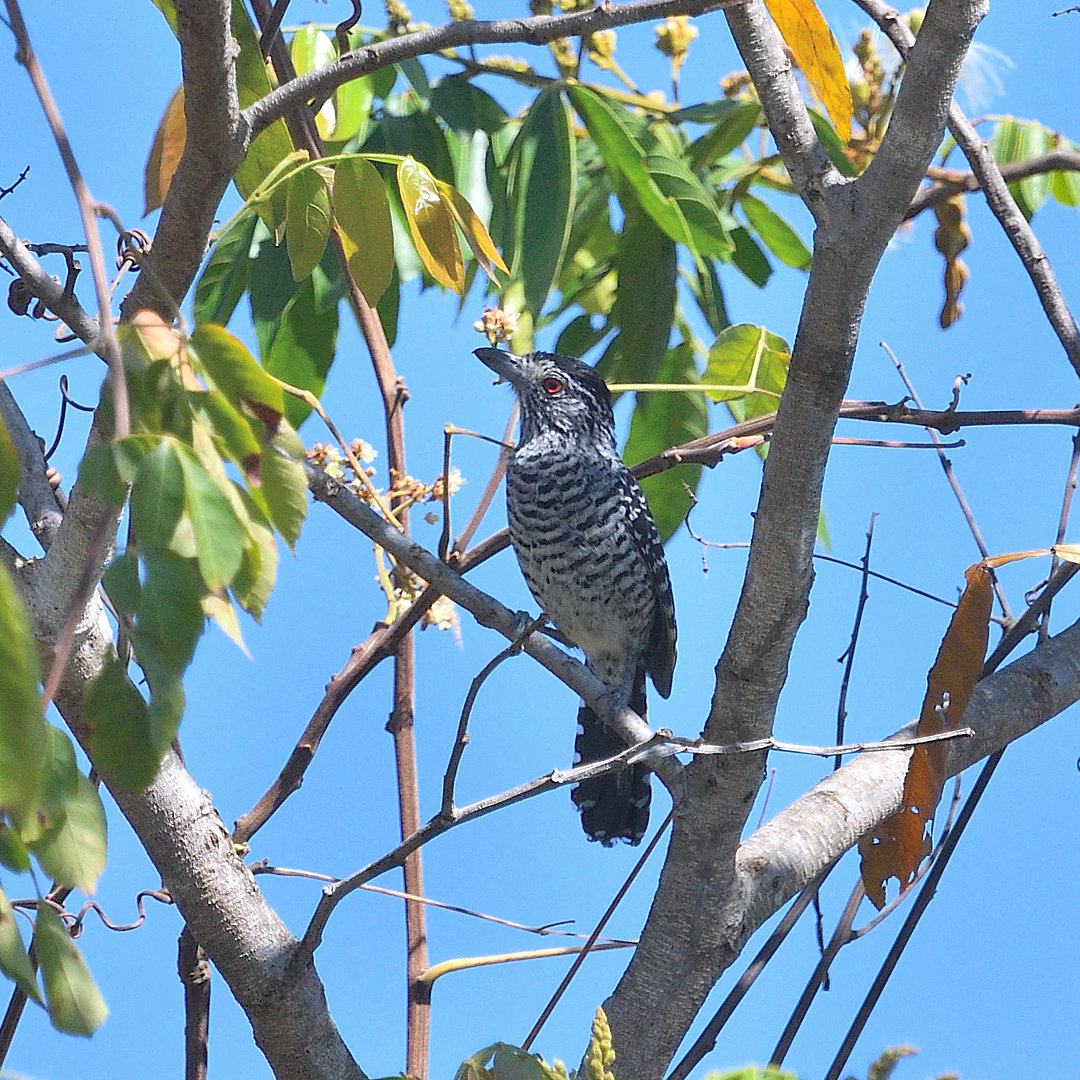 Foto choca-barrada-do-nordeste (Thamnophilus capistratus) Por Joao Vale ...