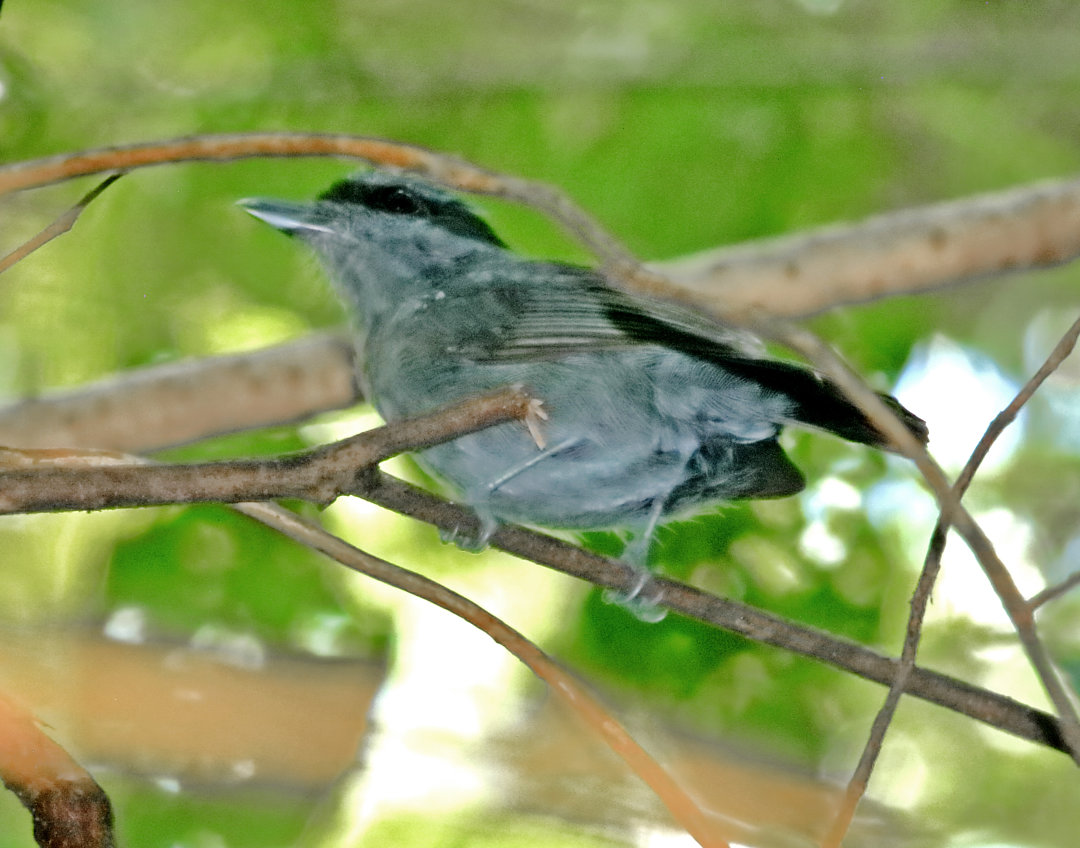 Foto choca-lisa (Thamnophilus aethiops) Por Ivo Zecchin | Wiki Aves - A ...