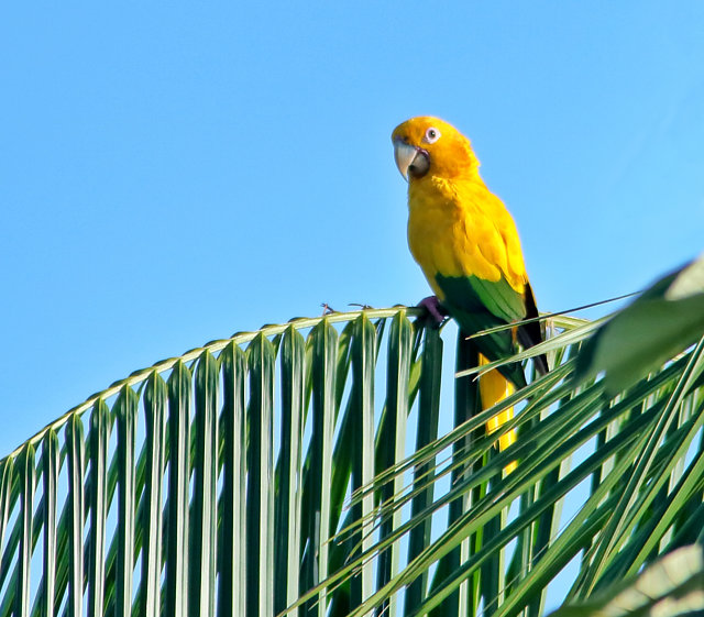 Foto ararajuba (Guaruba guarouba) Por Ivo Zecchin | Wiki Aves - A ...