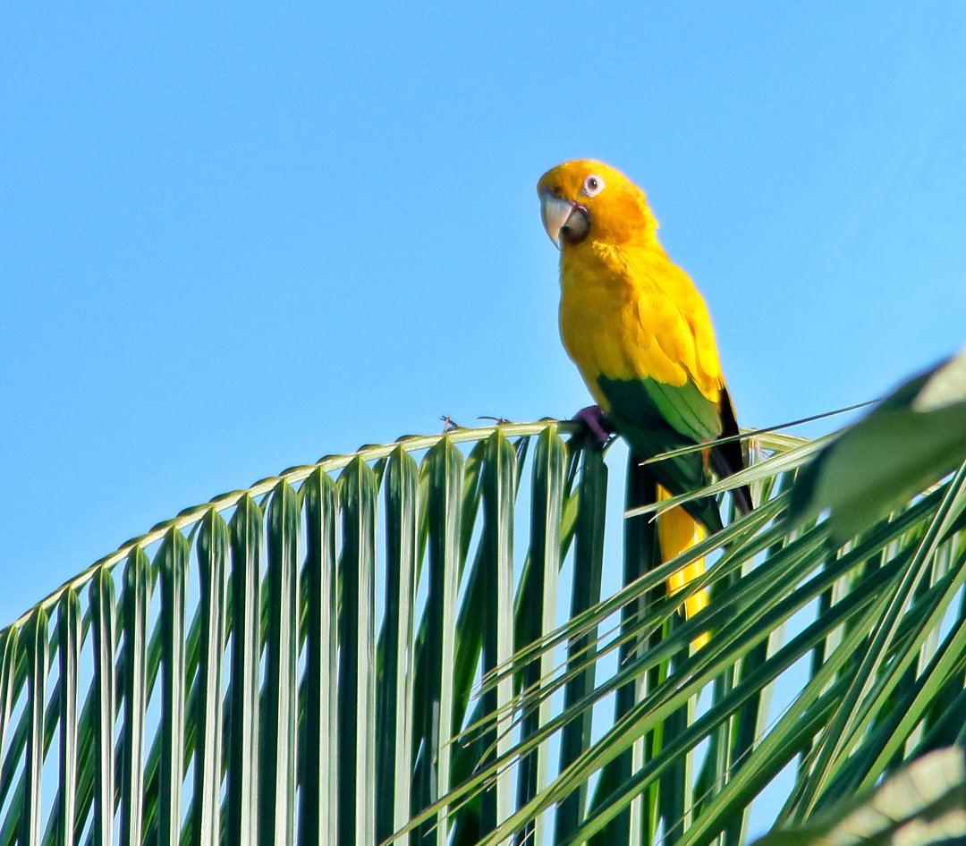 Foto ararajuba (Guaruba guarouba) Por Ivo Zecchin | Wiki Aves - A ...