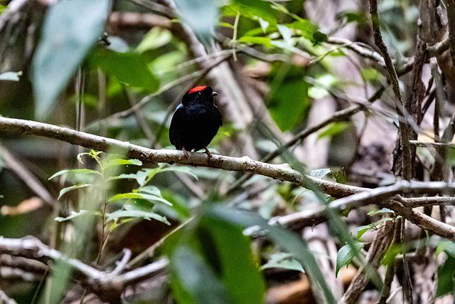 Foto tangará-príncipe (Chiroxiphia pareola) Por Ari Rodrigues | Wiki ...