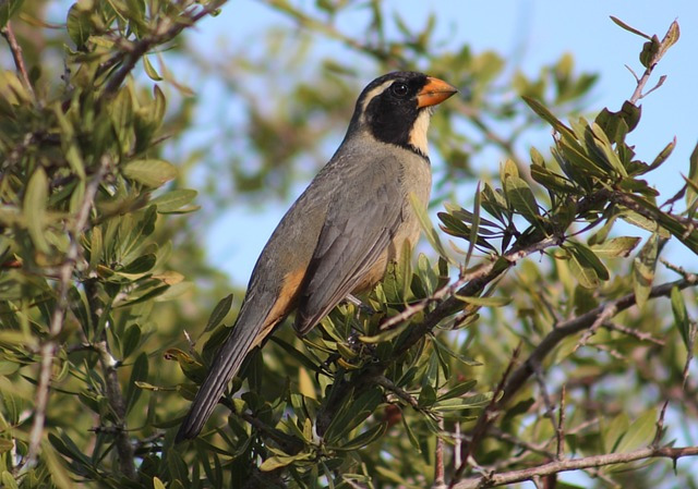 Foto bico-duro (Saltator aurantiirostris) Por Douglas Meyer | Wiki Aves ...