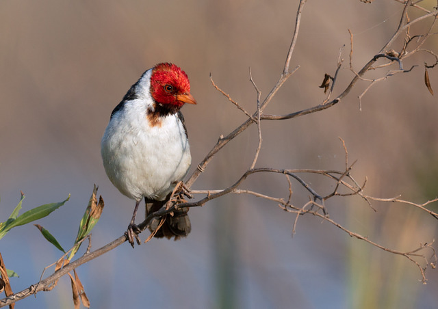 Foto cavalaria (Paroaria capitata) Por Marco Cruz | Wiki Aves - A ...