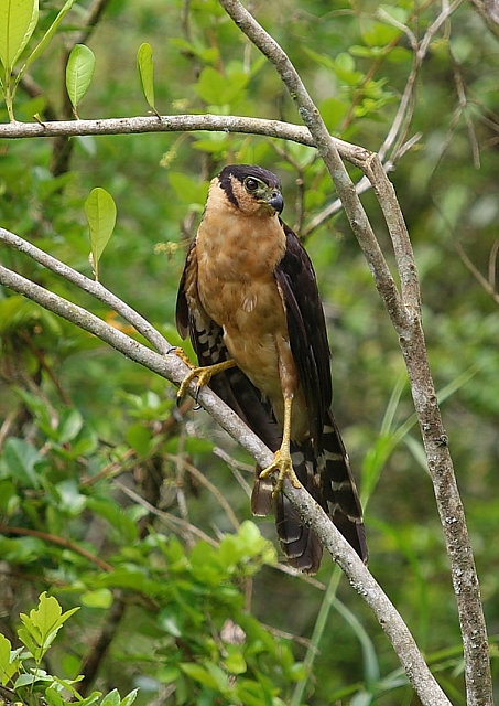 Foto falcão-relógio (Micrastur semitorquatus) Por Rodrigo Ferraz | Wiki ...