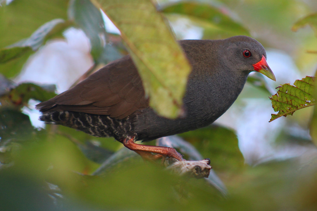 Foto turu-turu (Neocrex erythrops) Por Cayo Silva | Wiki Aves - A ...