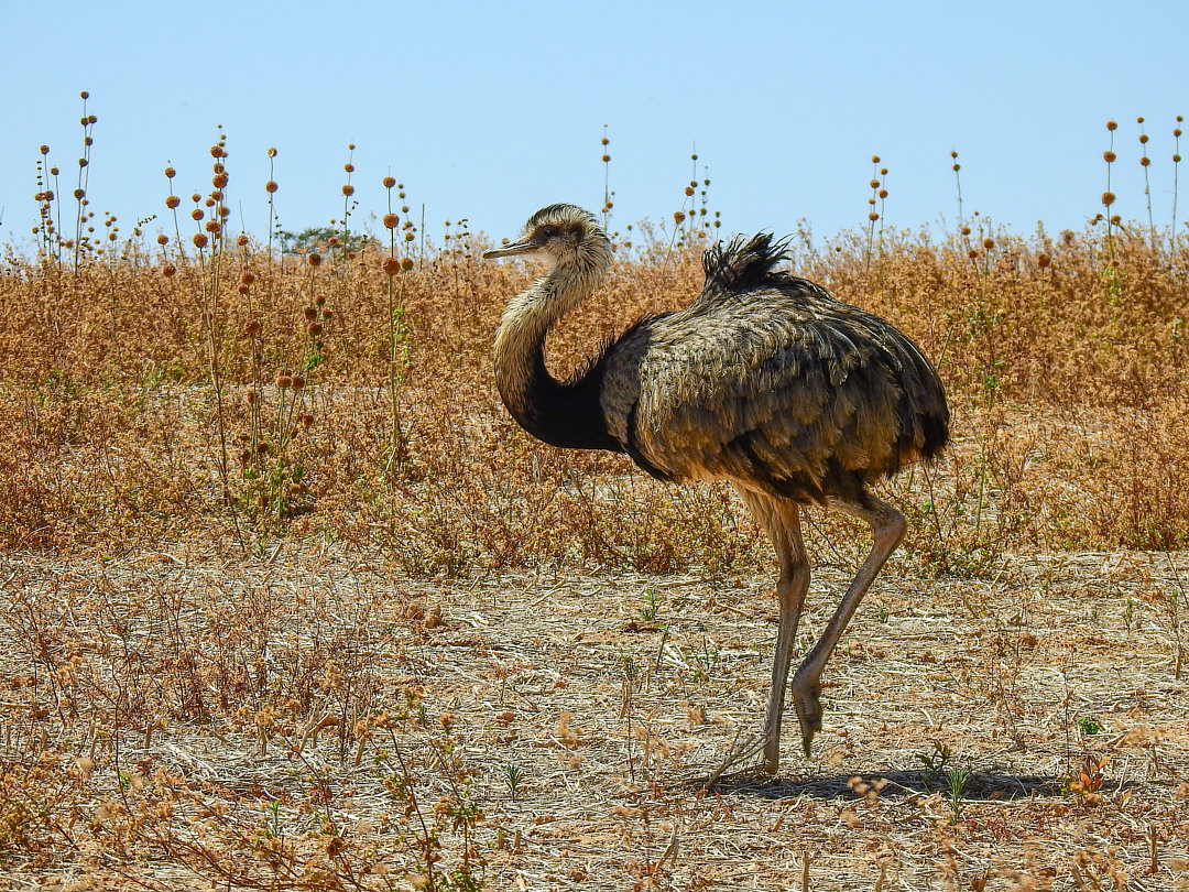 Foto ema (Rhea americana) Por Lawrence Rabelo De Almeida | Wiki Aves ...